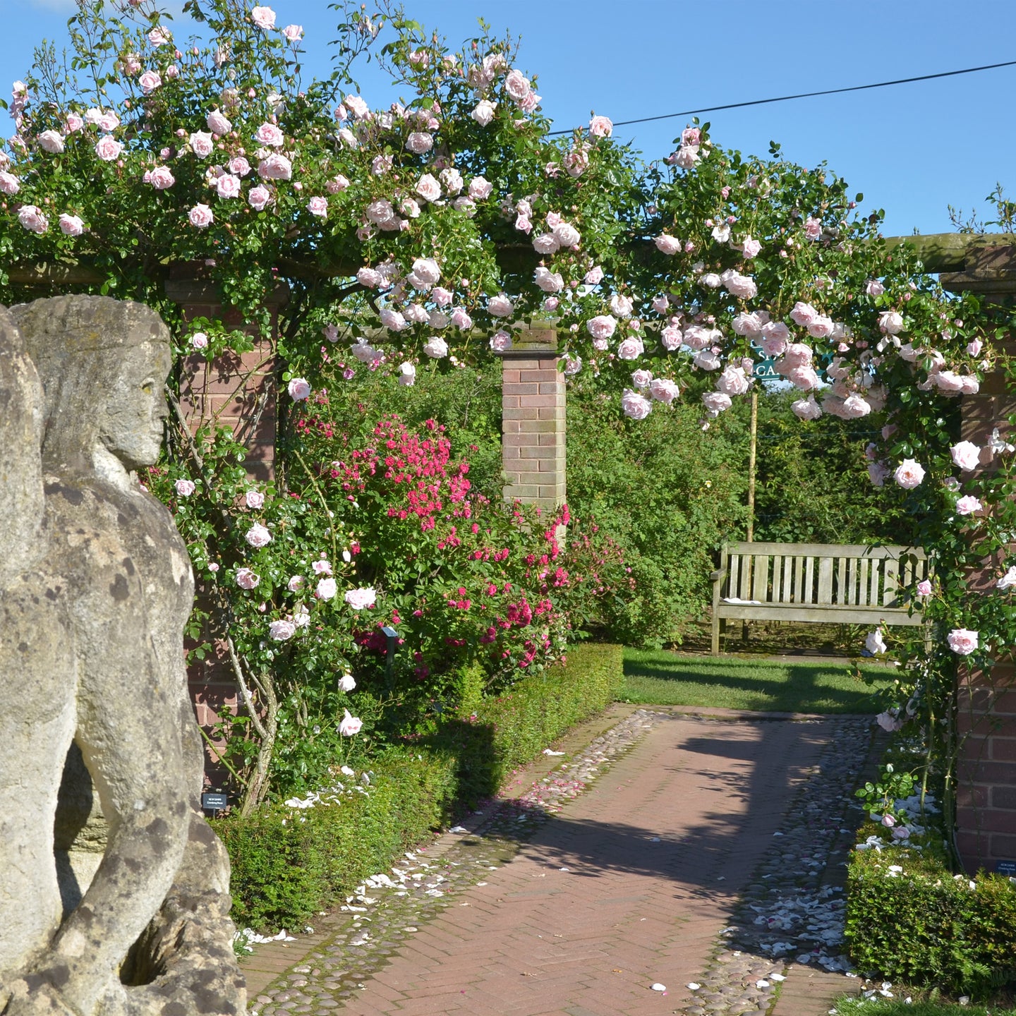New Dawn | Climbing Rose | David Austin Roses