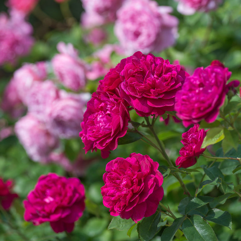 Darcey Bussell (Ausdecorum) | English Shrub Rose | David Austin Roses