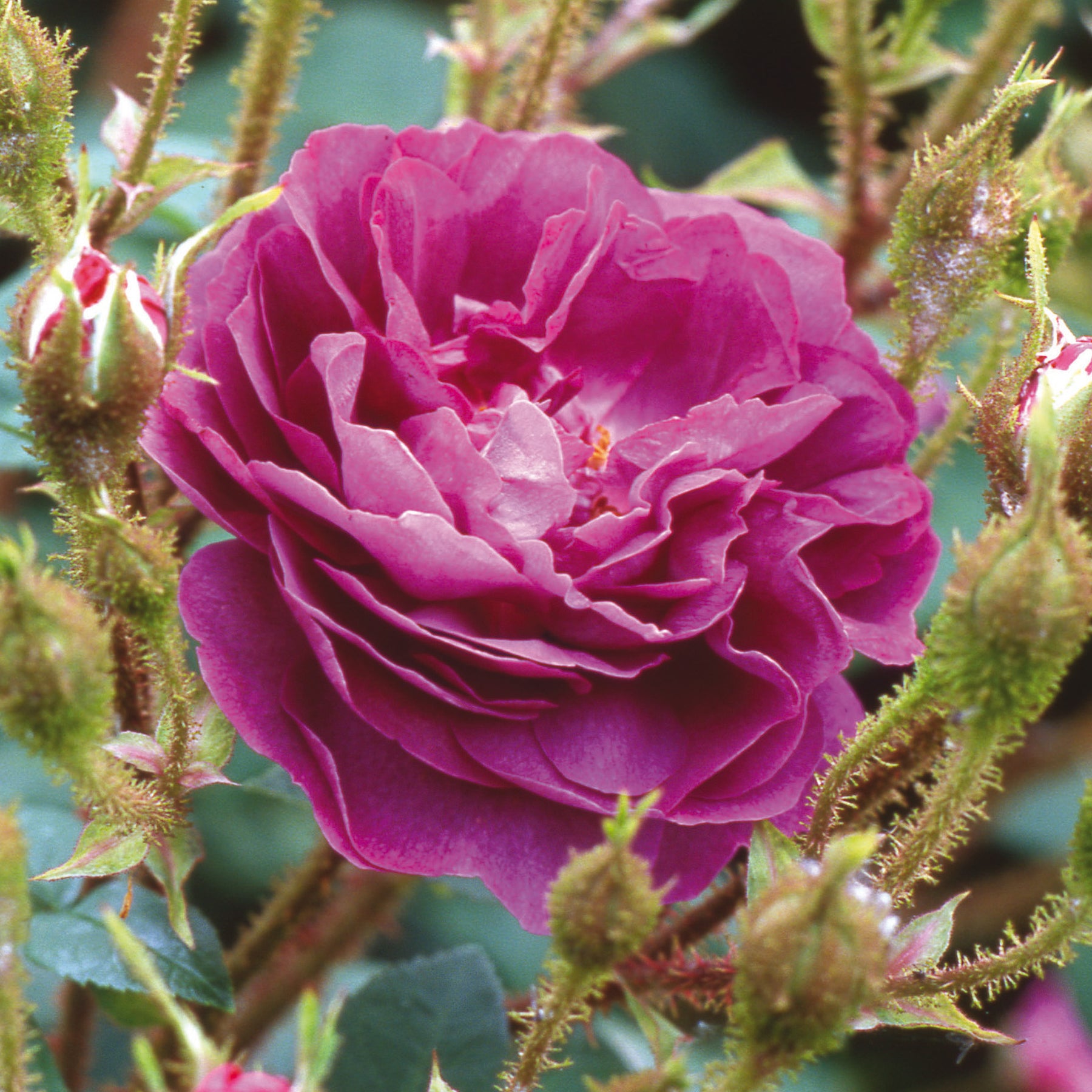 Old Roses - David Austin Roses