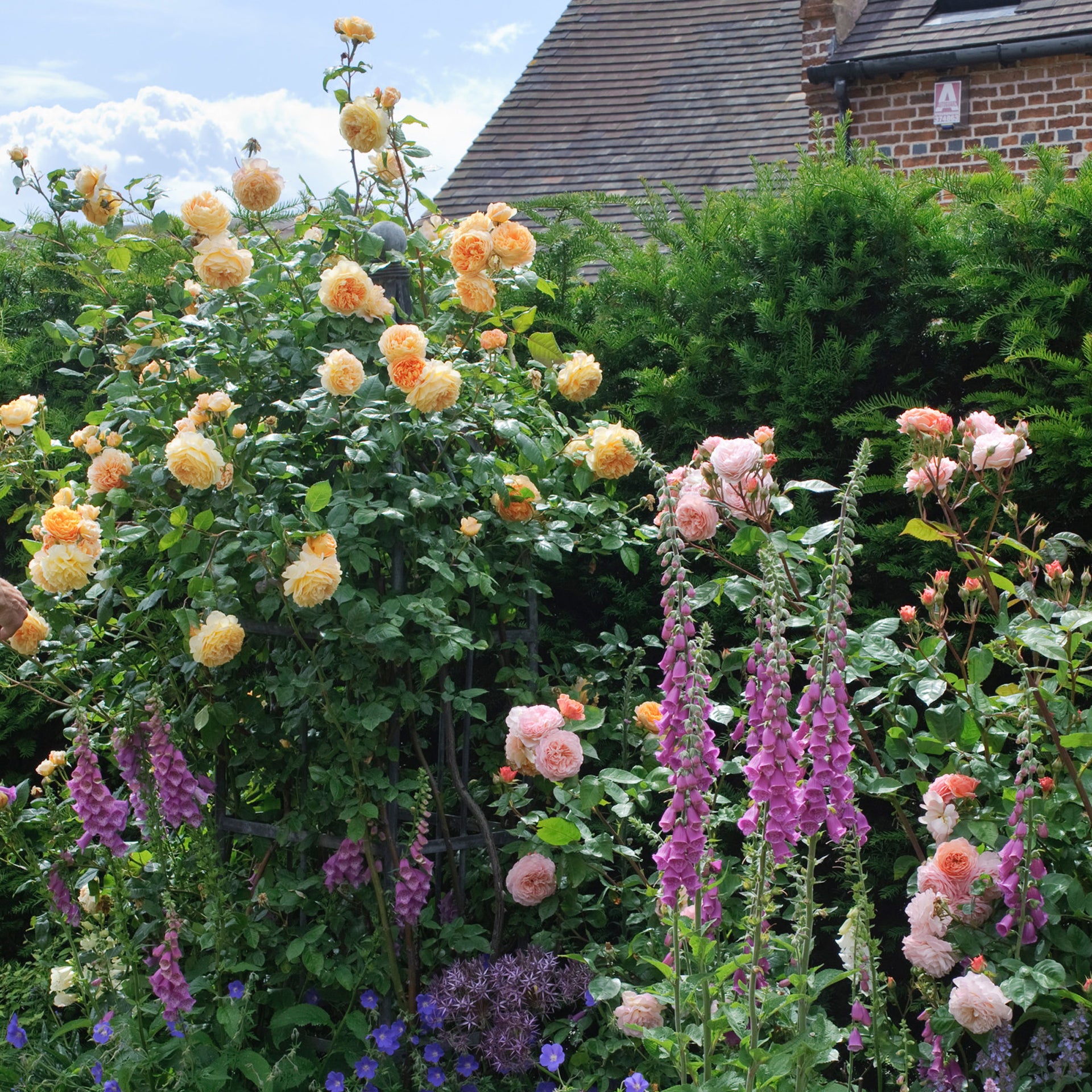 Crown Princess Margareta (Auswinter) | English Climbing Rose | David ...