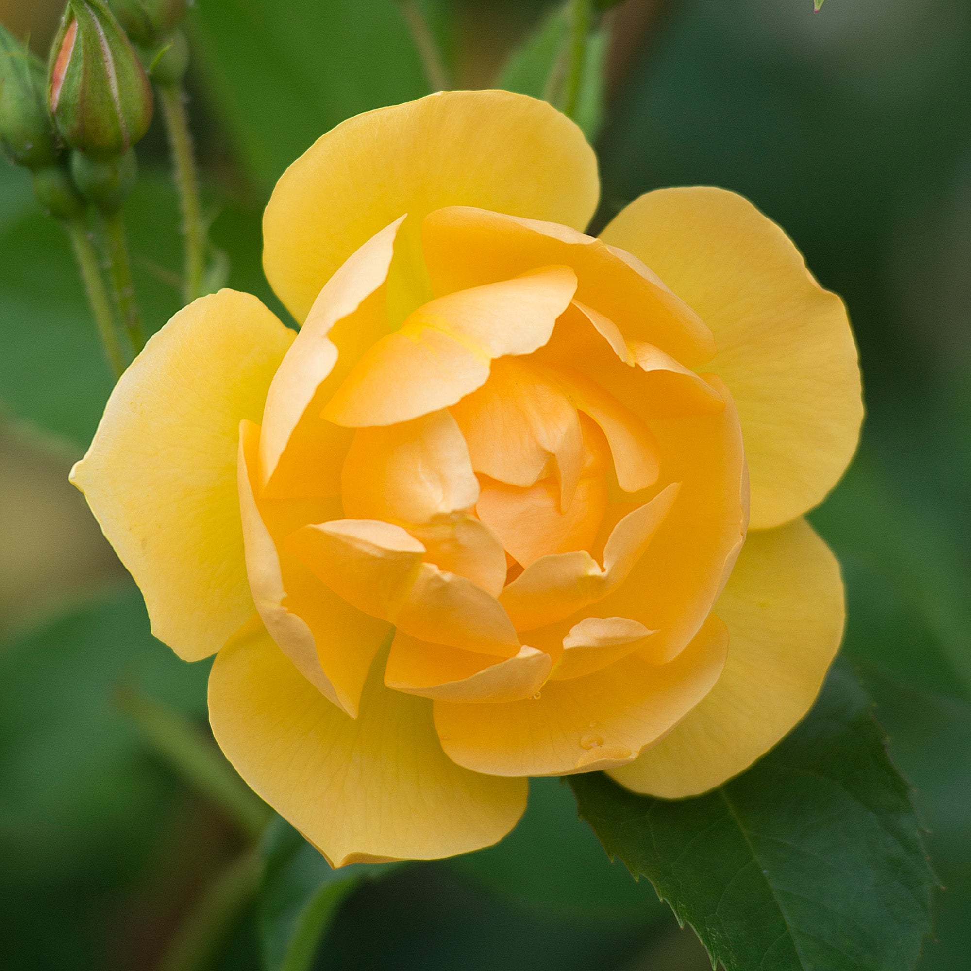 Buttercup (Ausband) | English Shrub Rose | David Austin Roses
