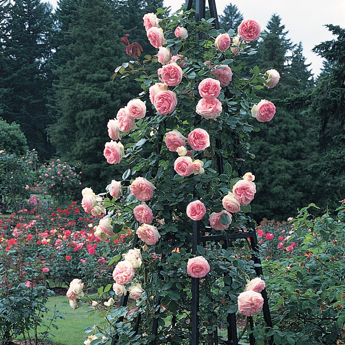 Eden Climber® (Meiviolin) | Climbing Rose | David Austin Roses