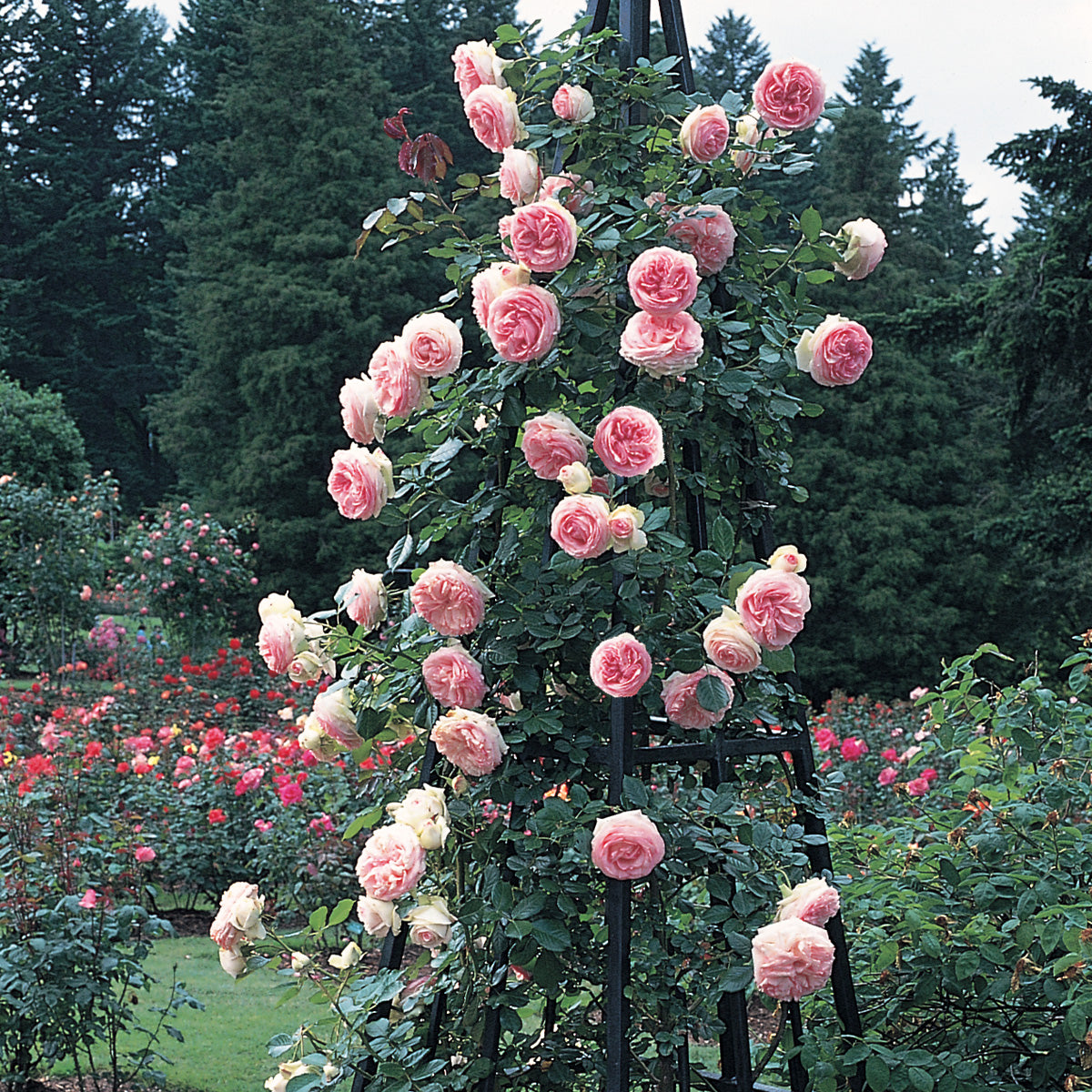 Eden Climber | Climbing Rose | David Austin Roses