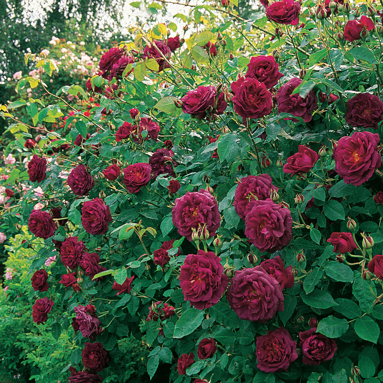 Chianti (Auswine) | English Shrub Rose | David Austin Roses