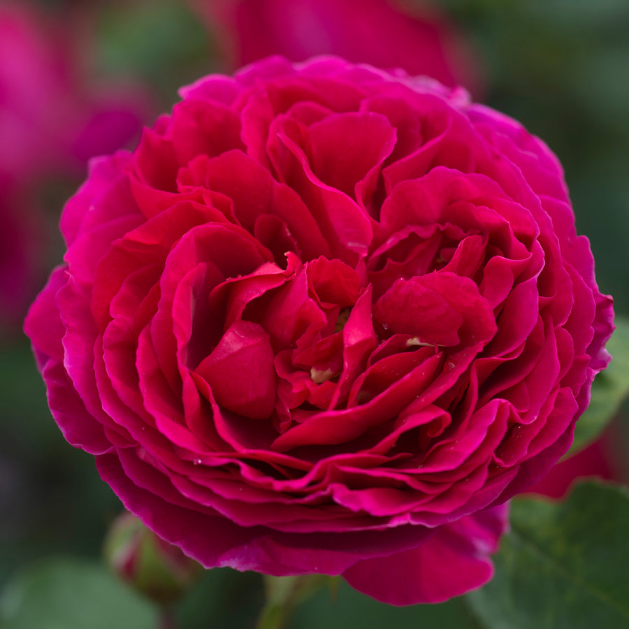 Heathcliff | English Shrub Rose | David Austin Roses