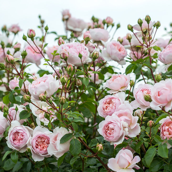Wildeve (Ausbonny) | English Shrub Rose | David Austin Roses