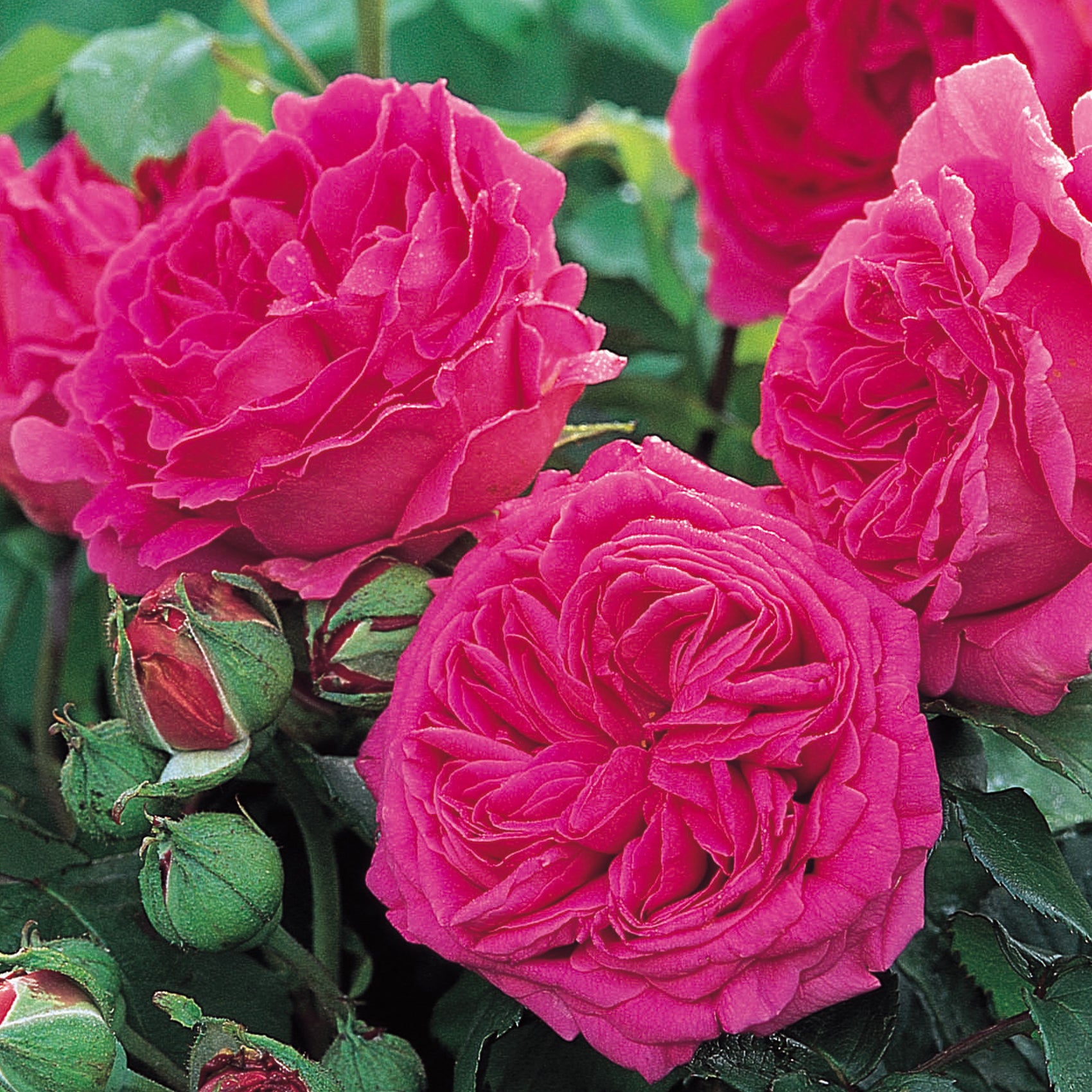 Mme. Isaac Pereire | Old Rose | David Austin Roses