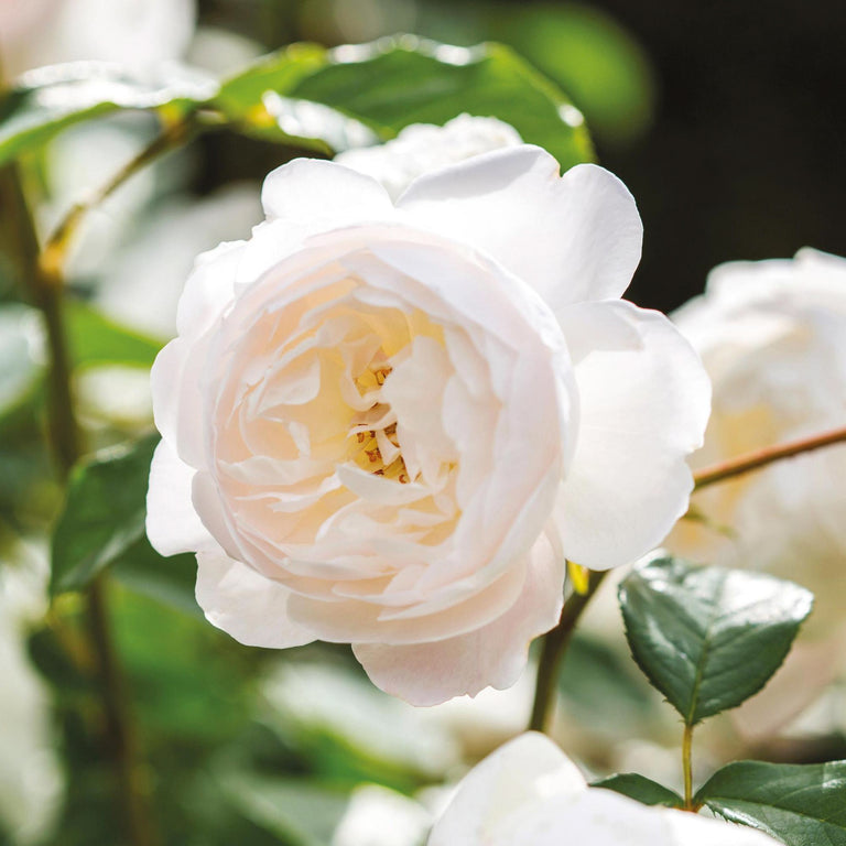 Rosa Gallica Officinalis: The Apothecary’s Rose in Shakespeare’s Garde