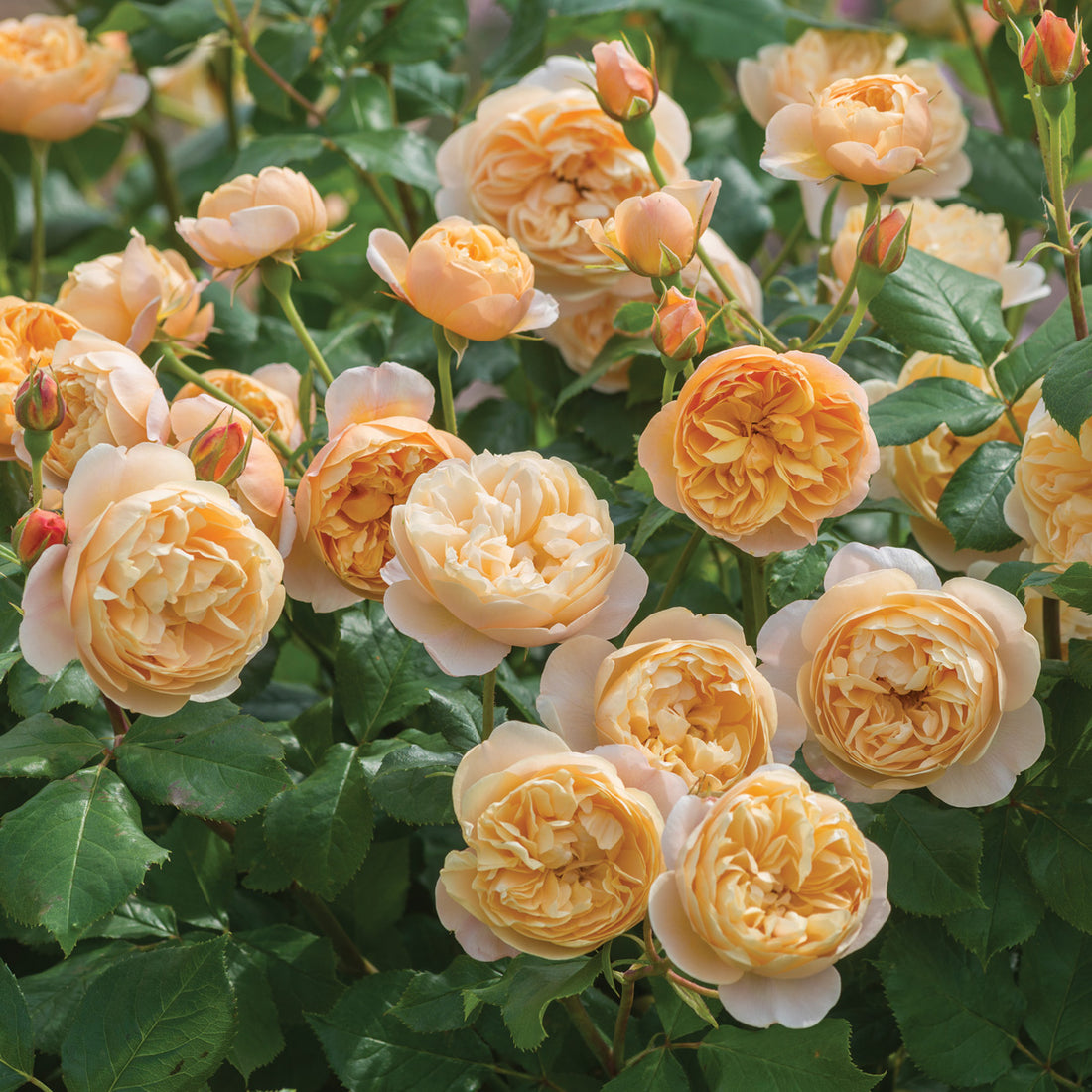 Roald Dahl (Ausowlish) | English Standard Tree Rose | David Austin Roses