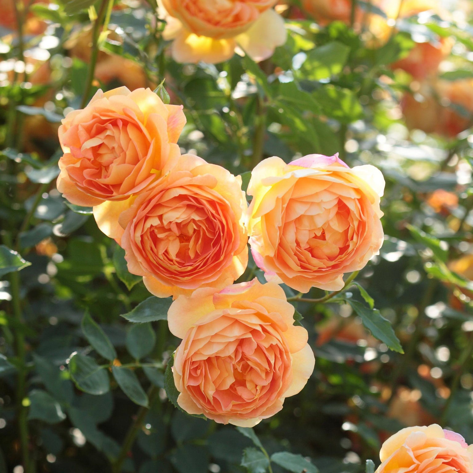Award Winning Roses - David Austin Roses