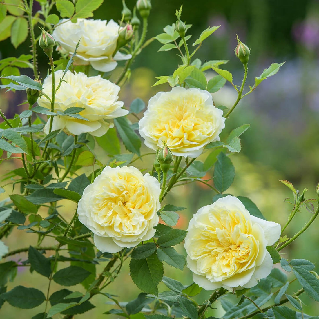 New Rose Varieties - David Austin Roses