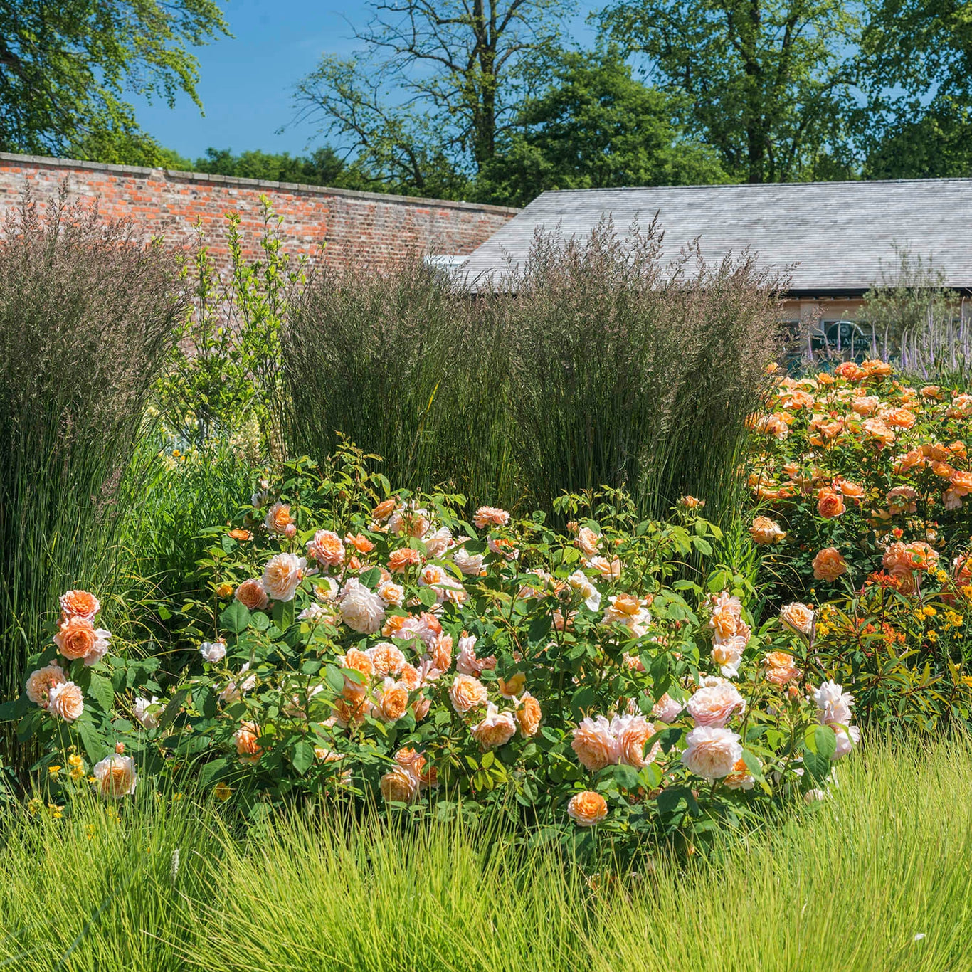 Grace (Auskeppy) | English Shrub Rose | David Austin Roses