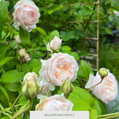 Windermere | English Shrub Rose | David Austin Roses