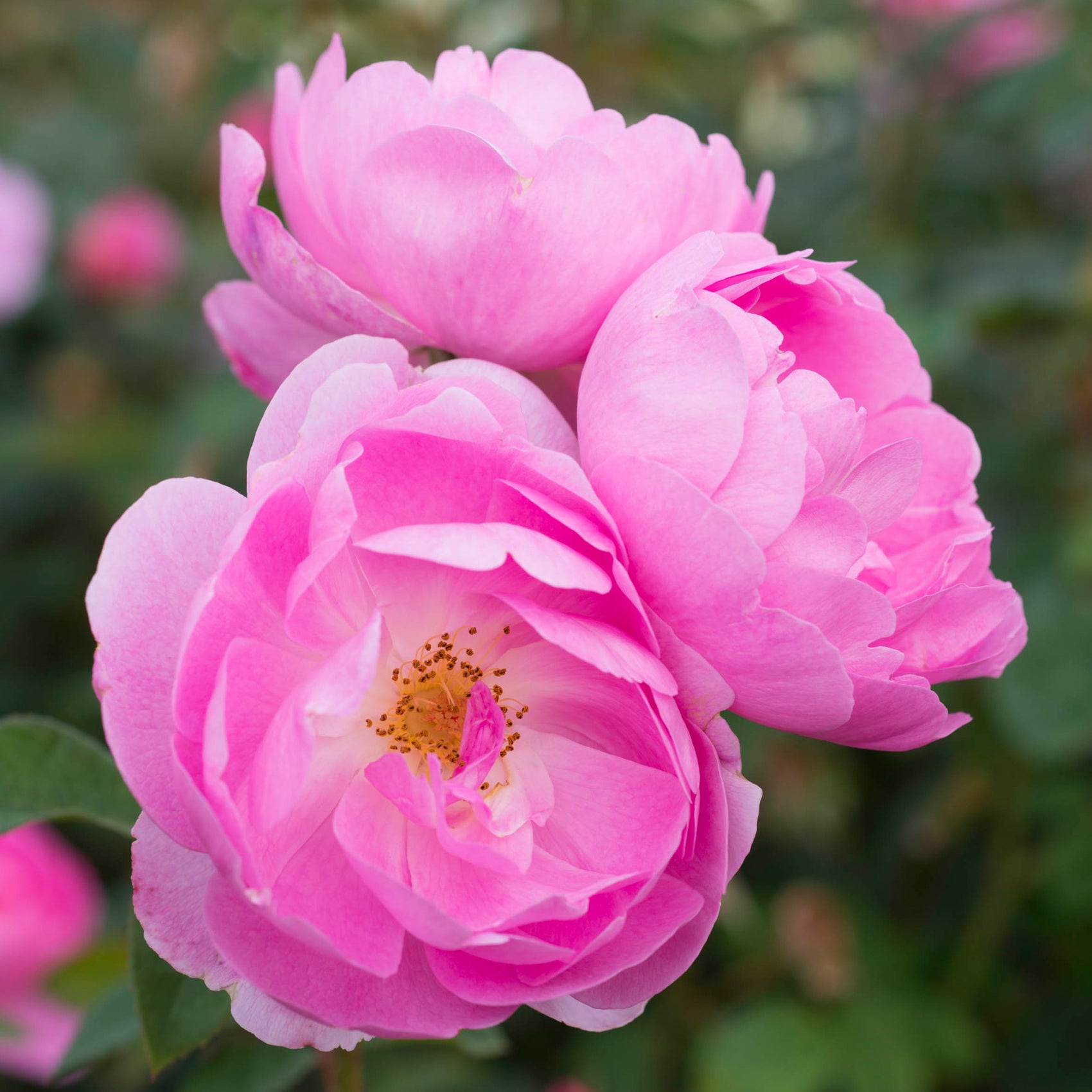 Skylark (Ausimple) | English Shrub Rose | David Austin Roses