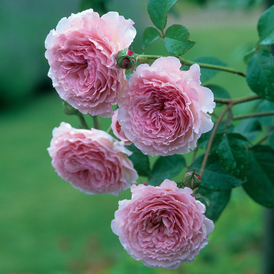 James Galway (Auscrystal) | English Climbing Rose | David Austin Roses