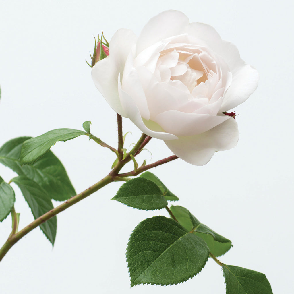Desdemona (Auskindling) | English Standard Tree Rose | David Austin Roses