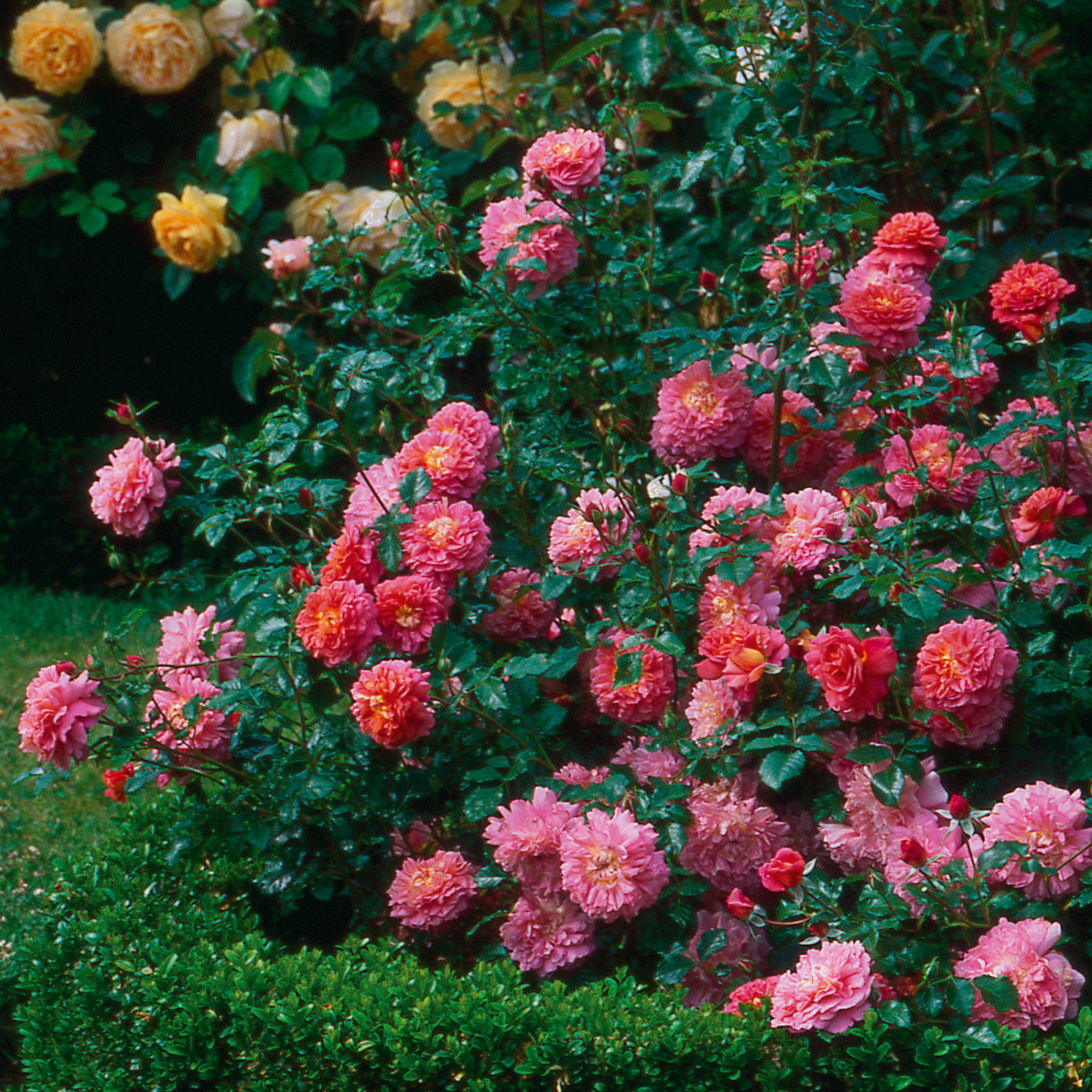 Christopher Marlowe | English Shrub Rose | David Austin Roses