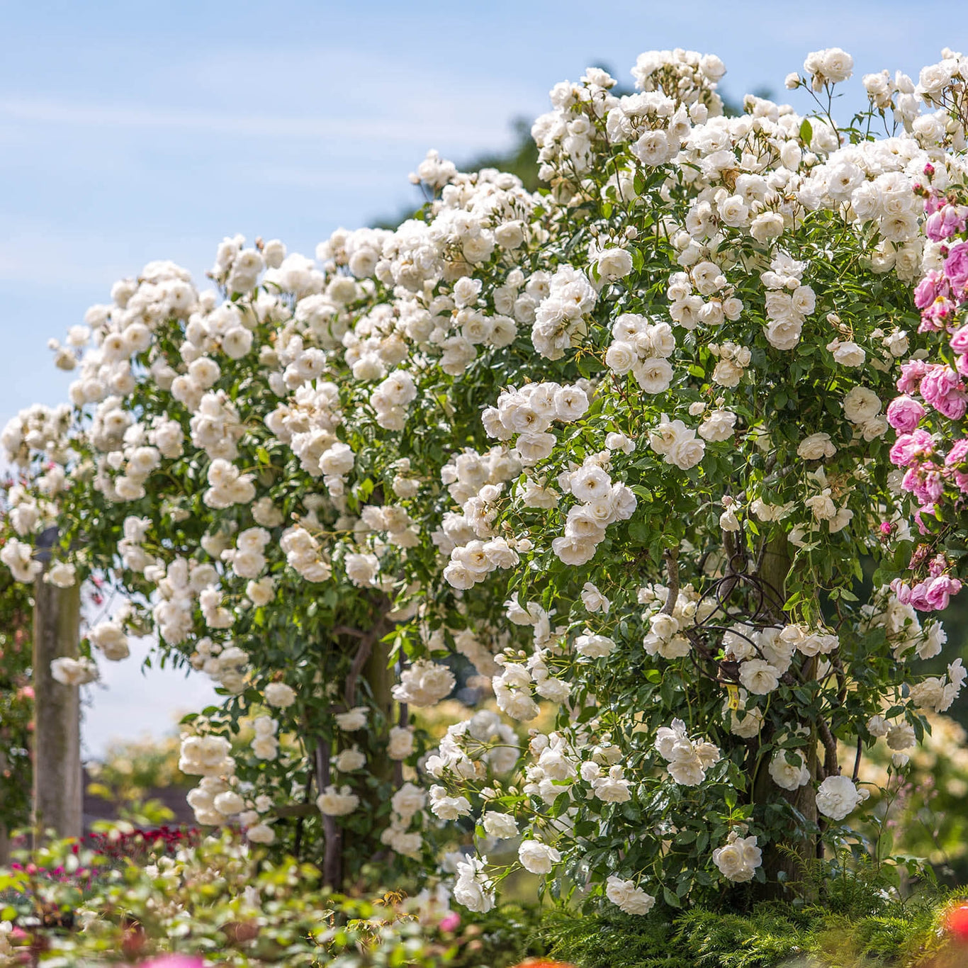 White & Cream Roses - David Austin Roses