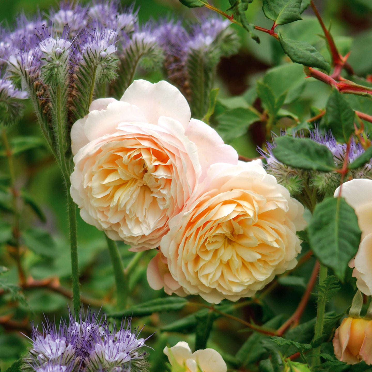 Crocus Rose (Ausquest) | English Shrub Rose | David Austin Roses