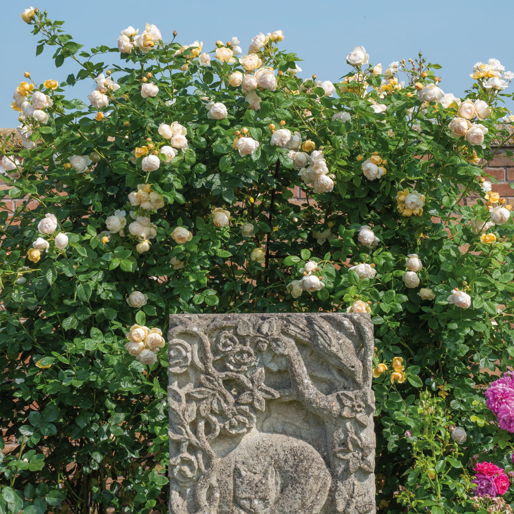 Wollerton Old Hall (Ausblanket) | English Climbing Rose | David Austin ...
