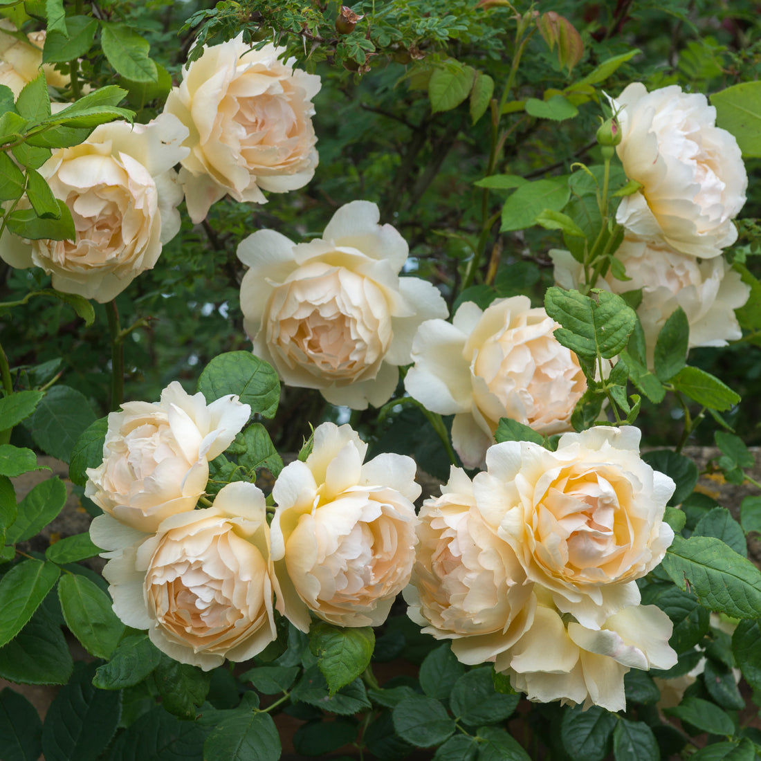Wollerton Old Hall (Ausblanket) | English Climbing Rose | David Austin ...