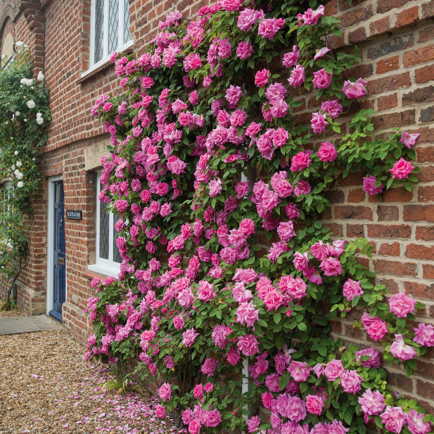Zéphirine Drouhin | Climbing Rose | David Austin Roses
