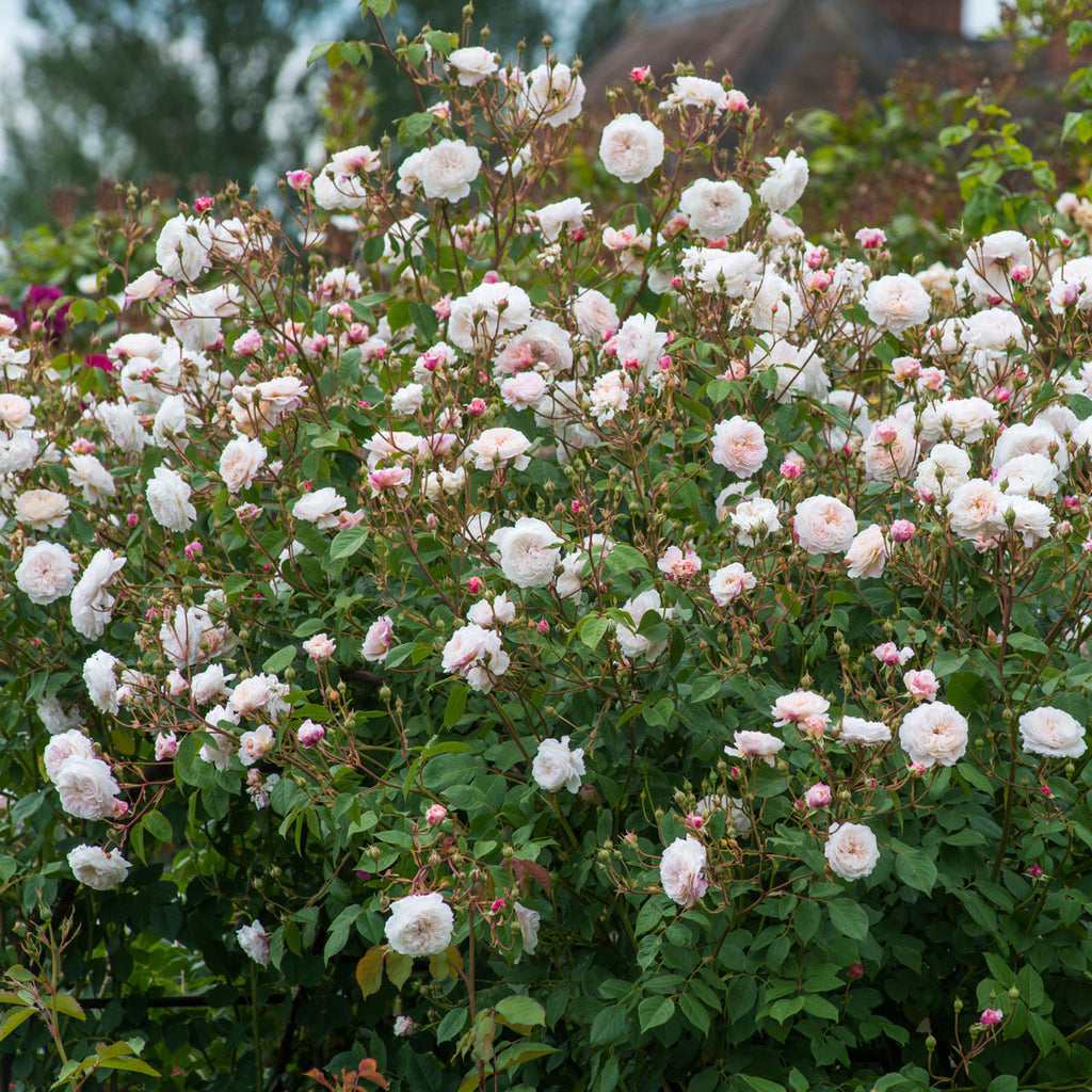 The Albrighton Rambler | English Rambling Rose | David Austin Roses