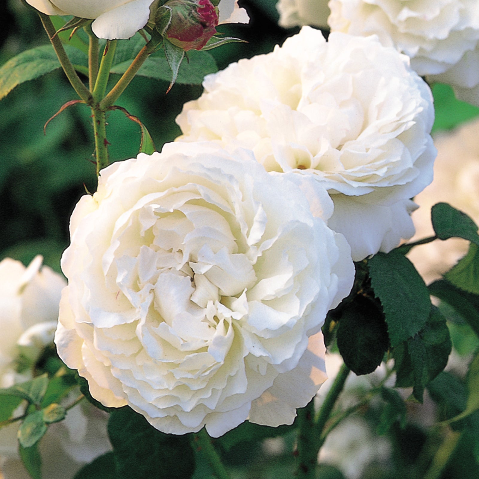 Winchester Cathedral (Auscat) | English Standard Tree Rose | David ...