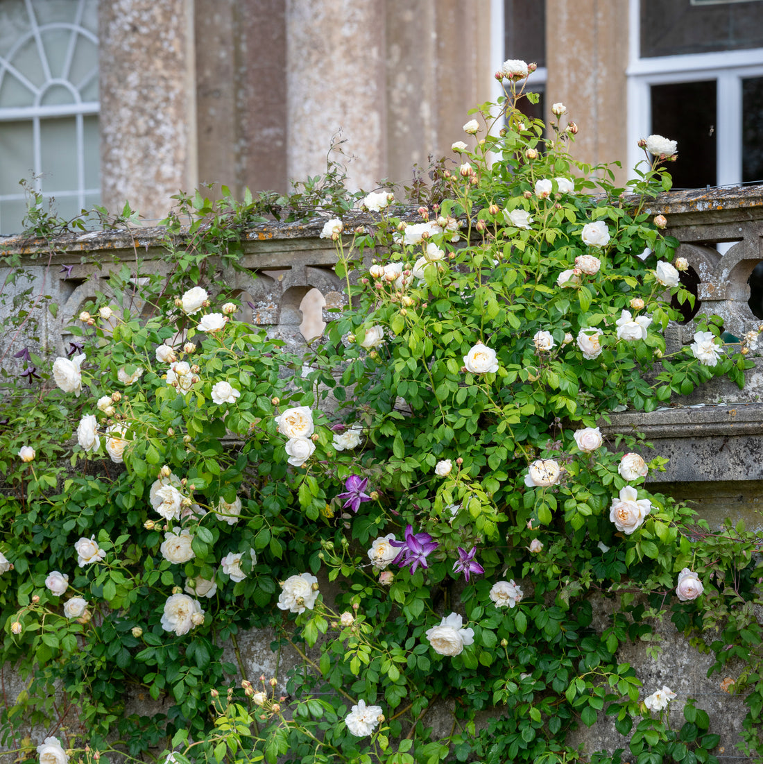 Claire Austin | English Climbing Rose | David Austin Roses