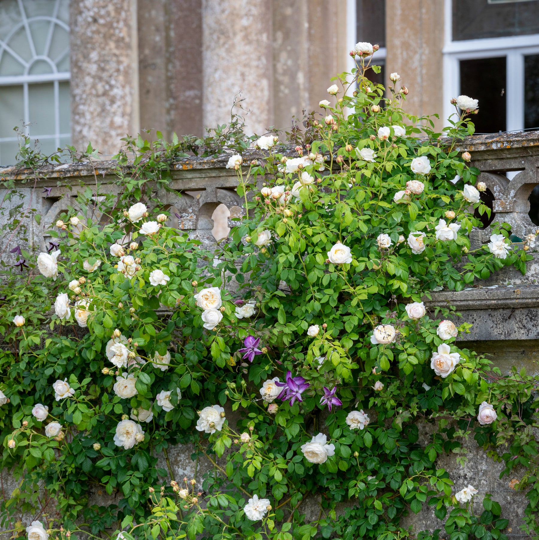 Claire Austin | English Climbing Rose | David Austin Roses