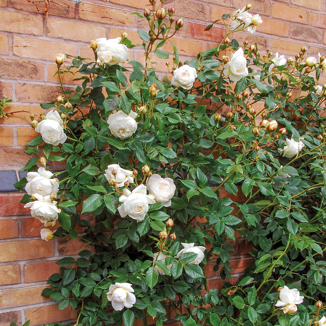 Claire Austin (Ausprior) | English Climbing Rose | David Austin Roses