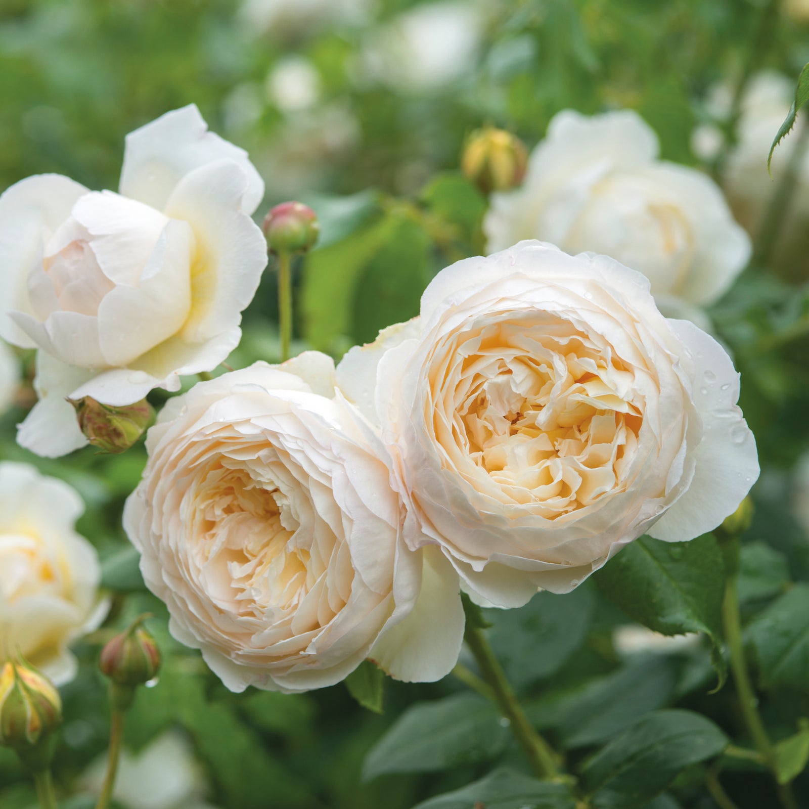 White & Cream Roses - David Austin Roses