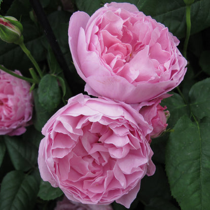 Mary Rose (Ausmary) | English Standard Tree Rose | David Austin Roses