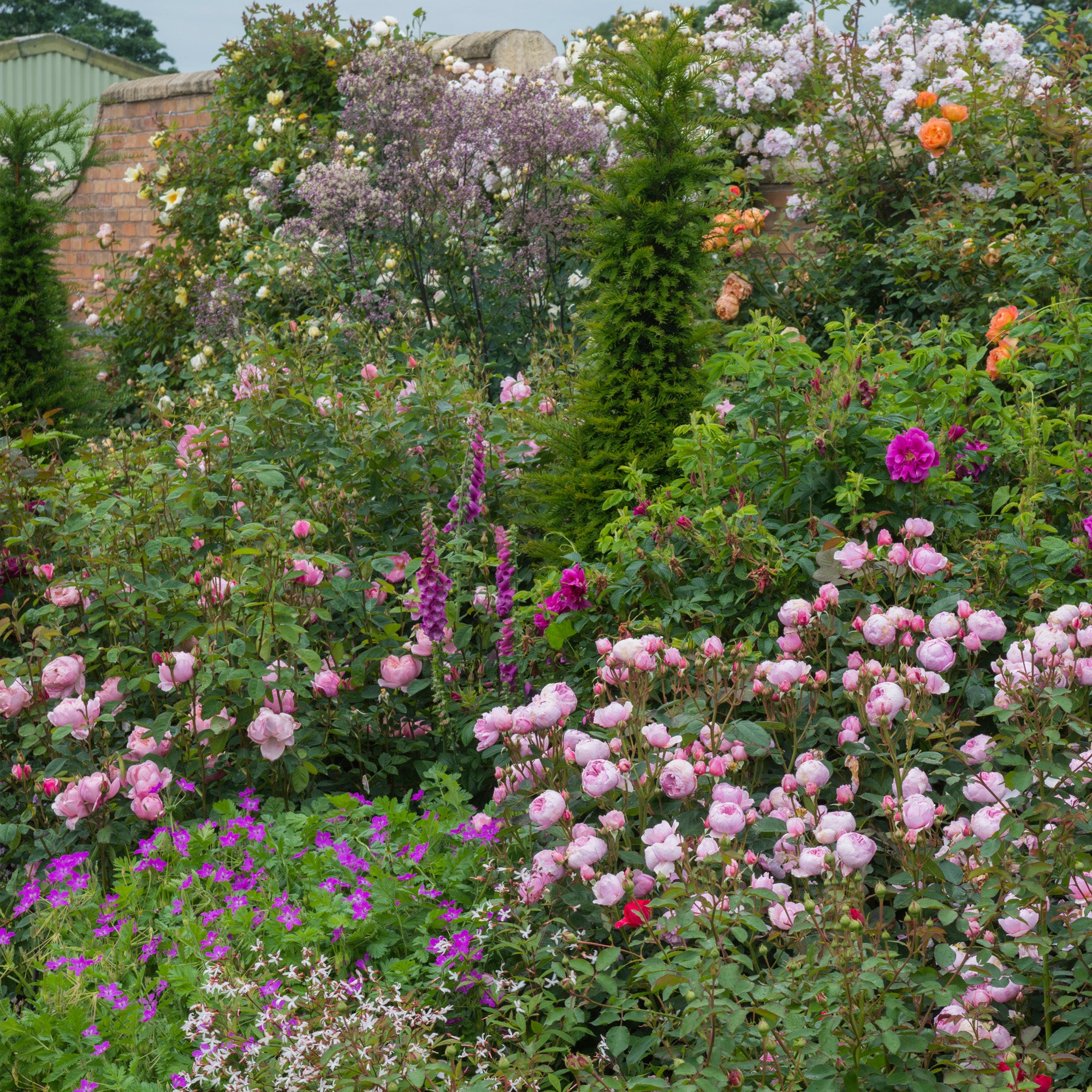 Geoff Hamilton (Ausham) | English Shrub Rose | David Austin Roses
