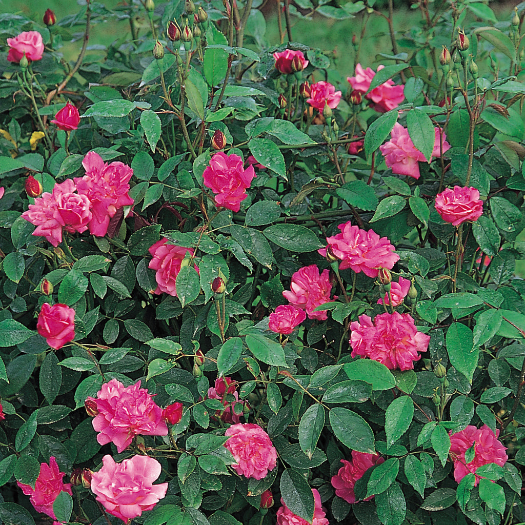 Old Blush China | Old Rose | David Austin Roses