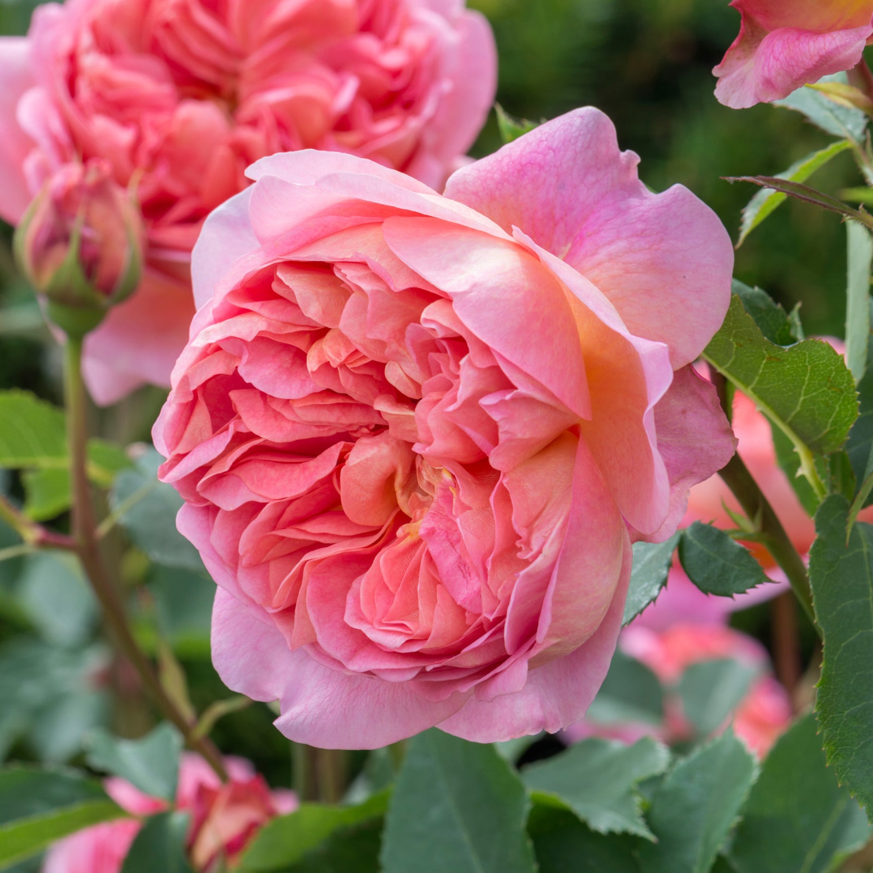 Boscobel (Auscousin) | English Shrub Rose | David Austin Roses