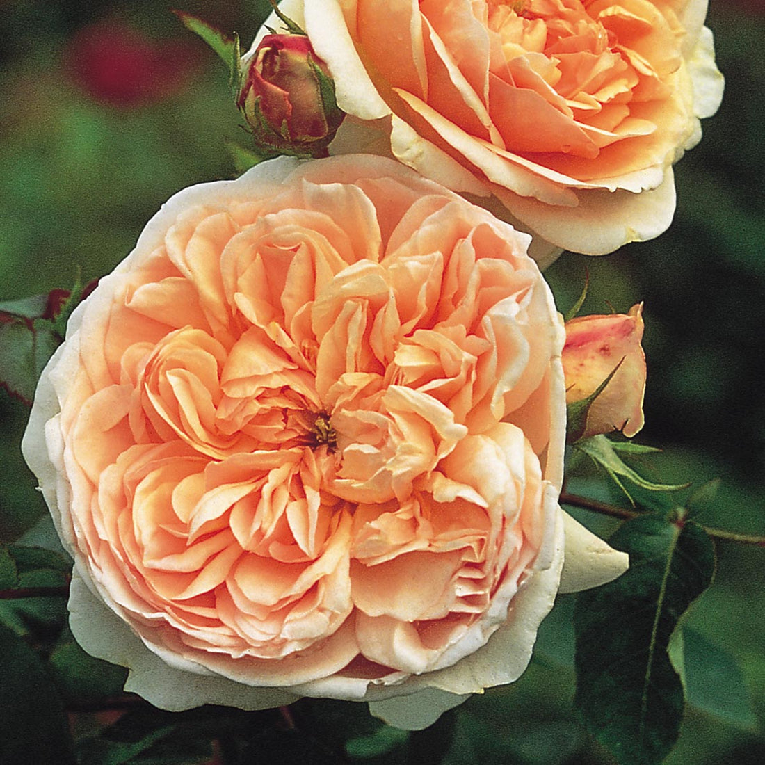 Evelyn | English Shrub Rose | David Austin Roses