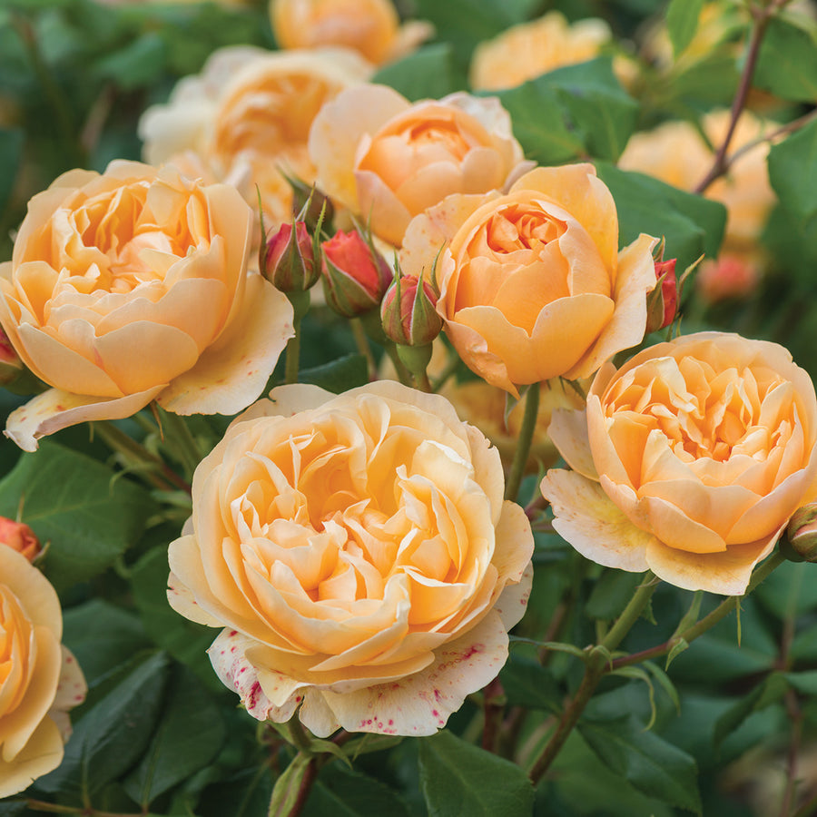 Roald Dahl (Ausowlish) | English Standard Tree Rose | David Austin Roses