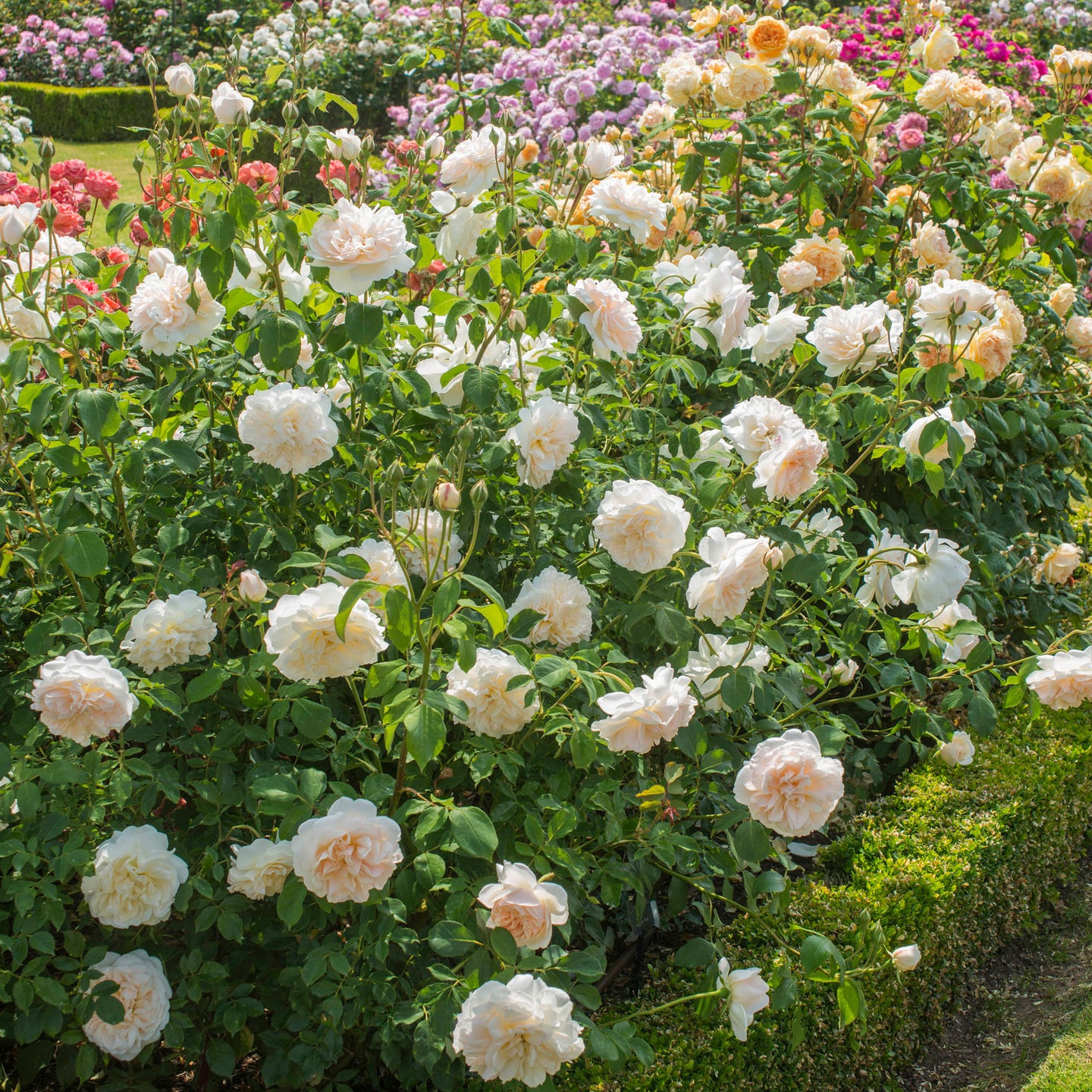White & Cream Roses - David Austin Roses