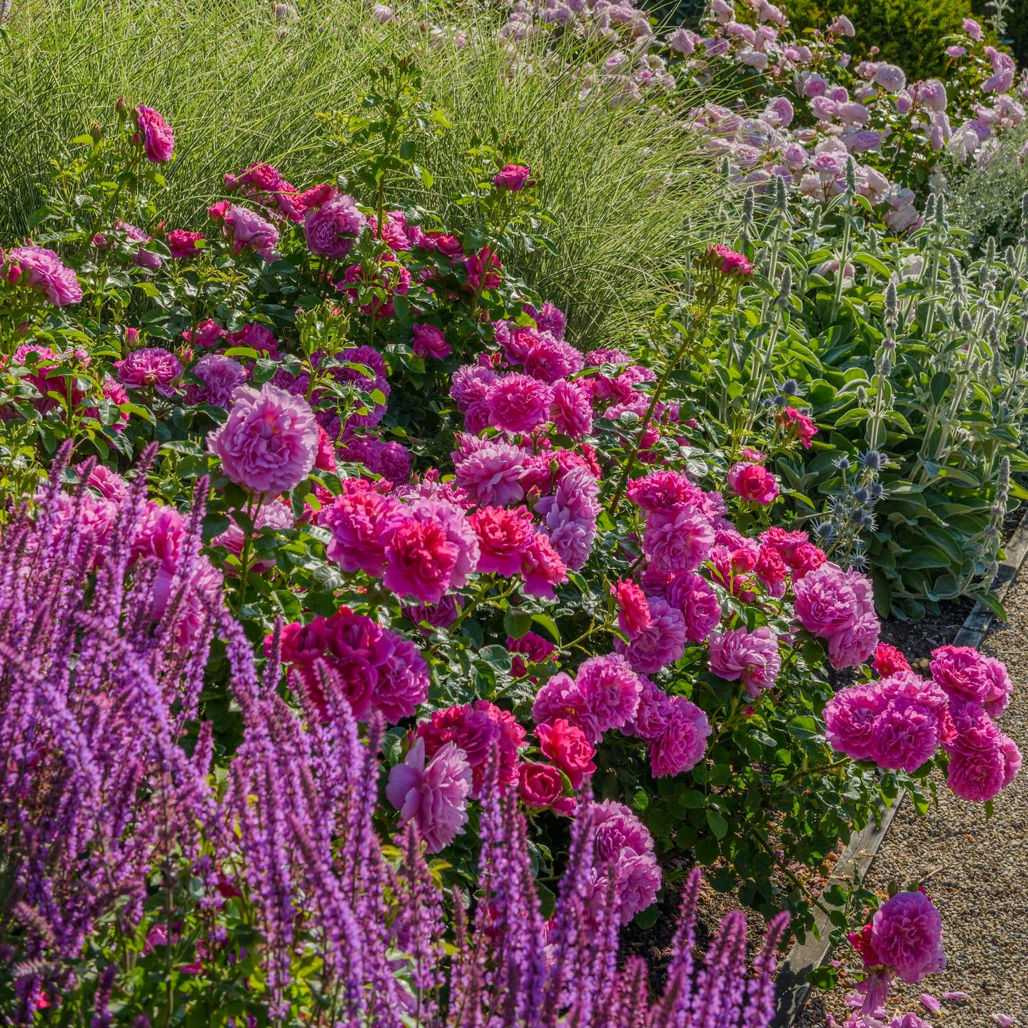 Princess Anne (Auskitchen) | English Shrub Rose | David Austin Roses