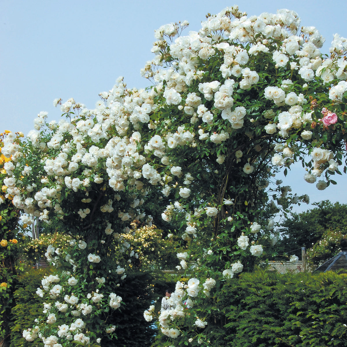 Iceberg | Climbing Rose | David Austin Roses