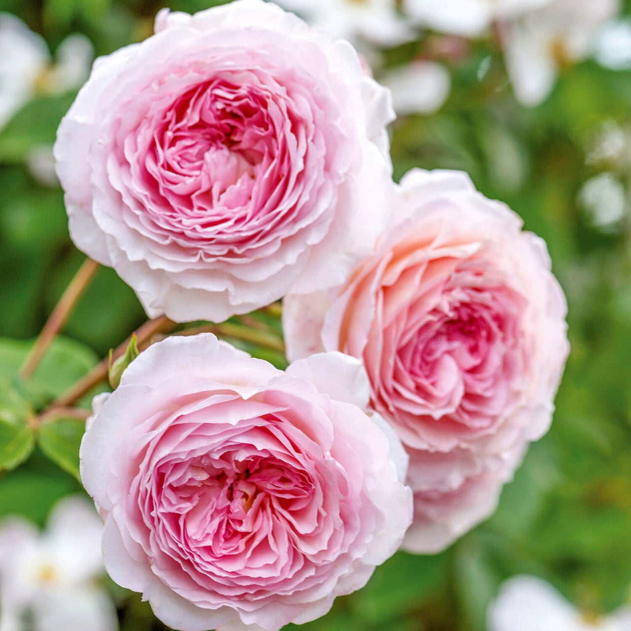 A Guide to Training and Tying in Roses