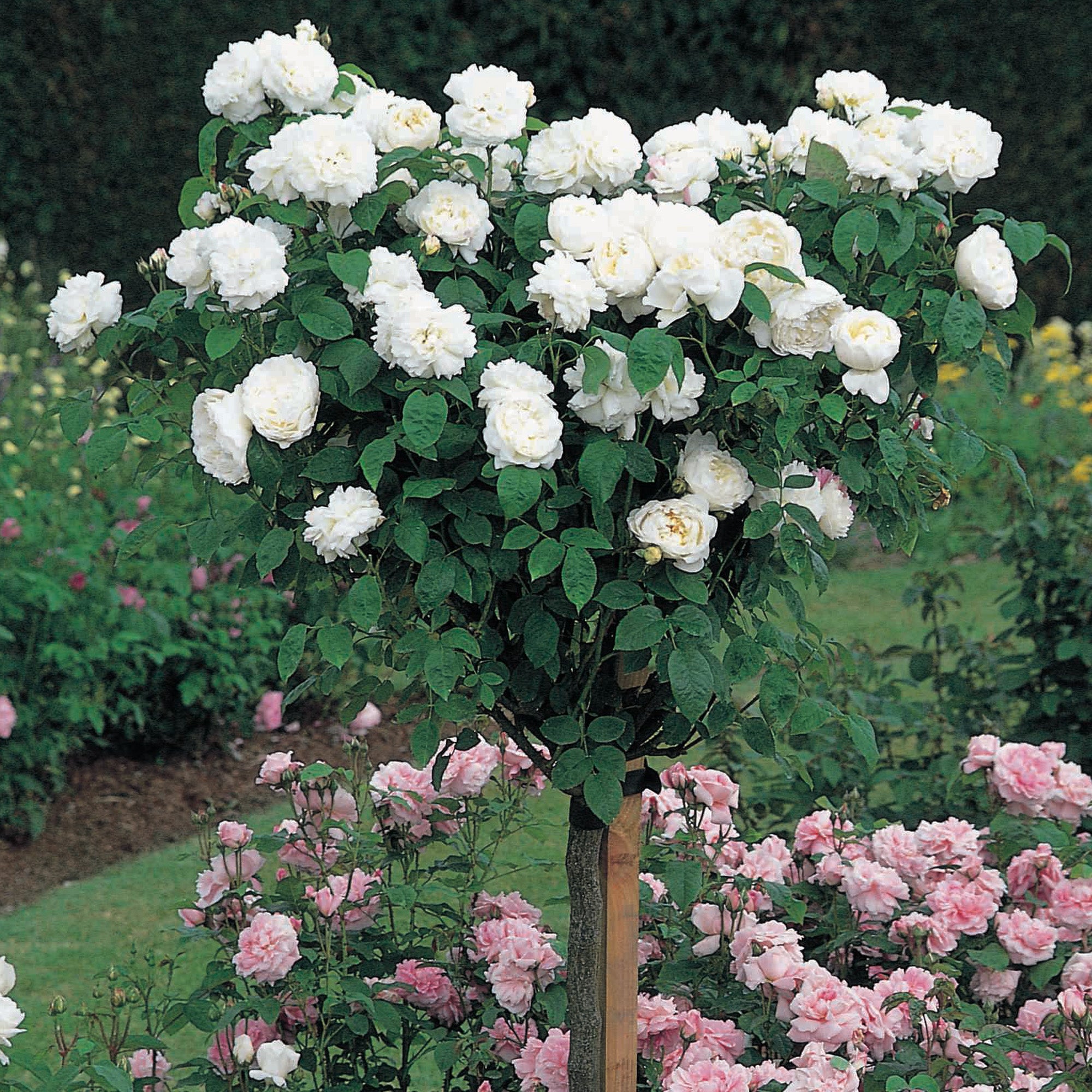 Winchester Cathedral | English Standard Rose | David Austin Roses