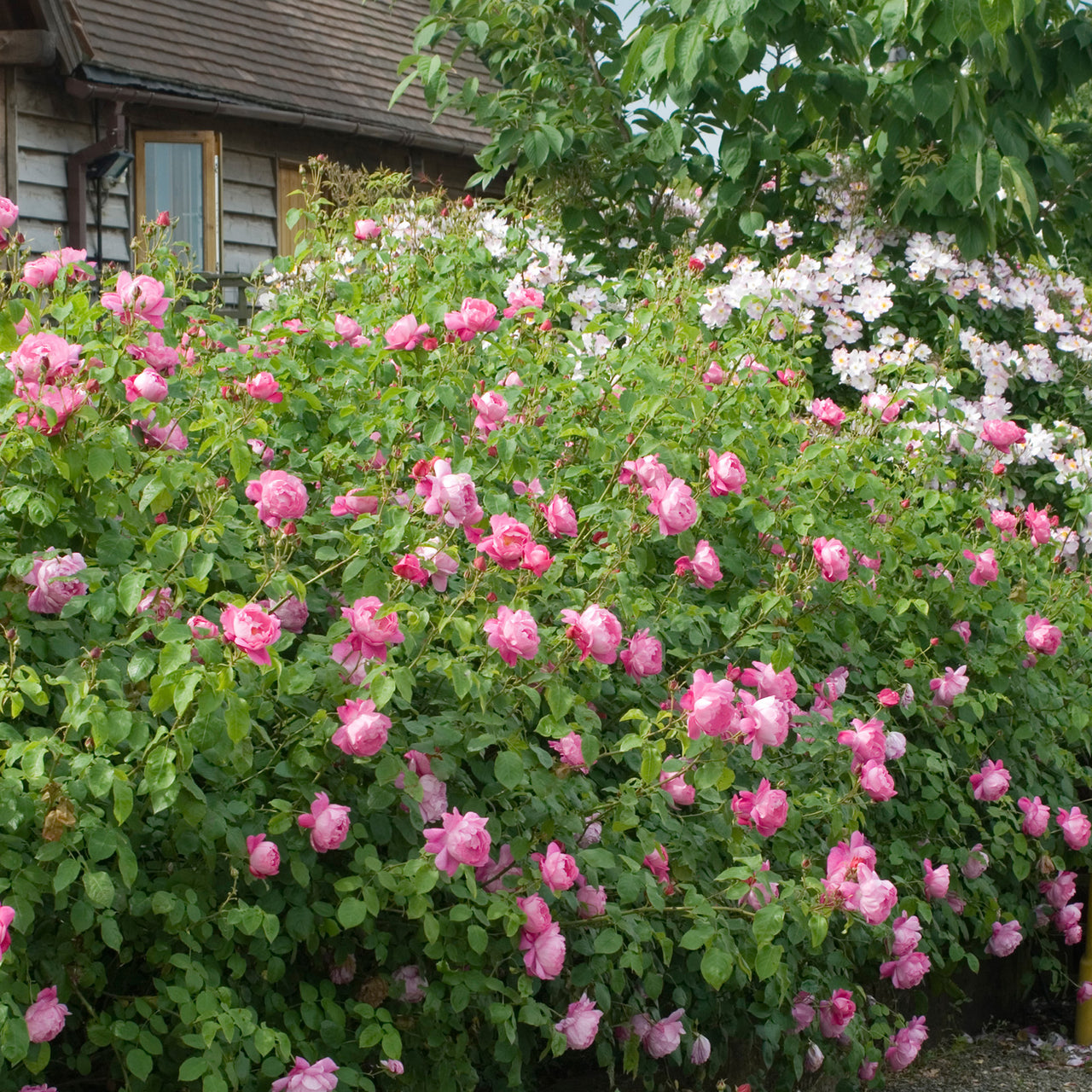 Corvedale (Ausnetting) | English Shrub Rose | David Austin Roses
