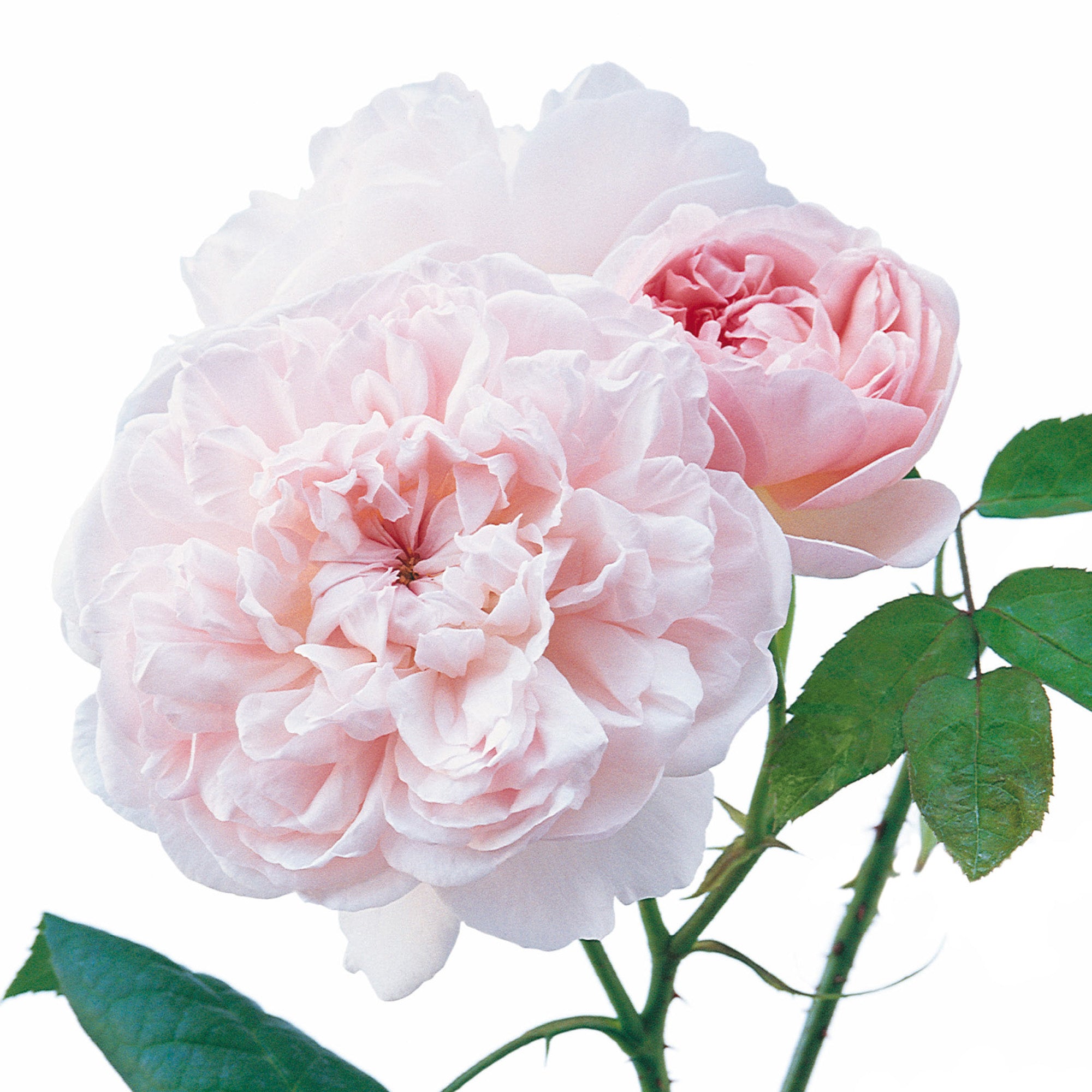 Eglantyne (Ausmak) | English Standard Tree Rose | David Austin Roses