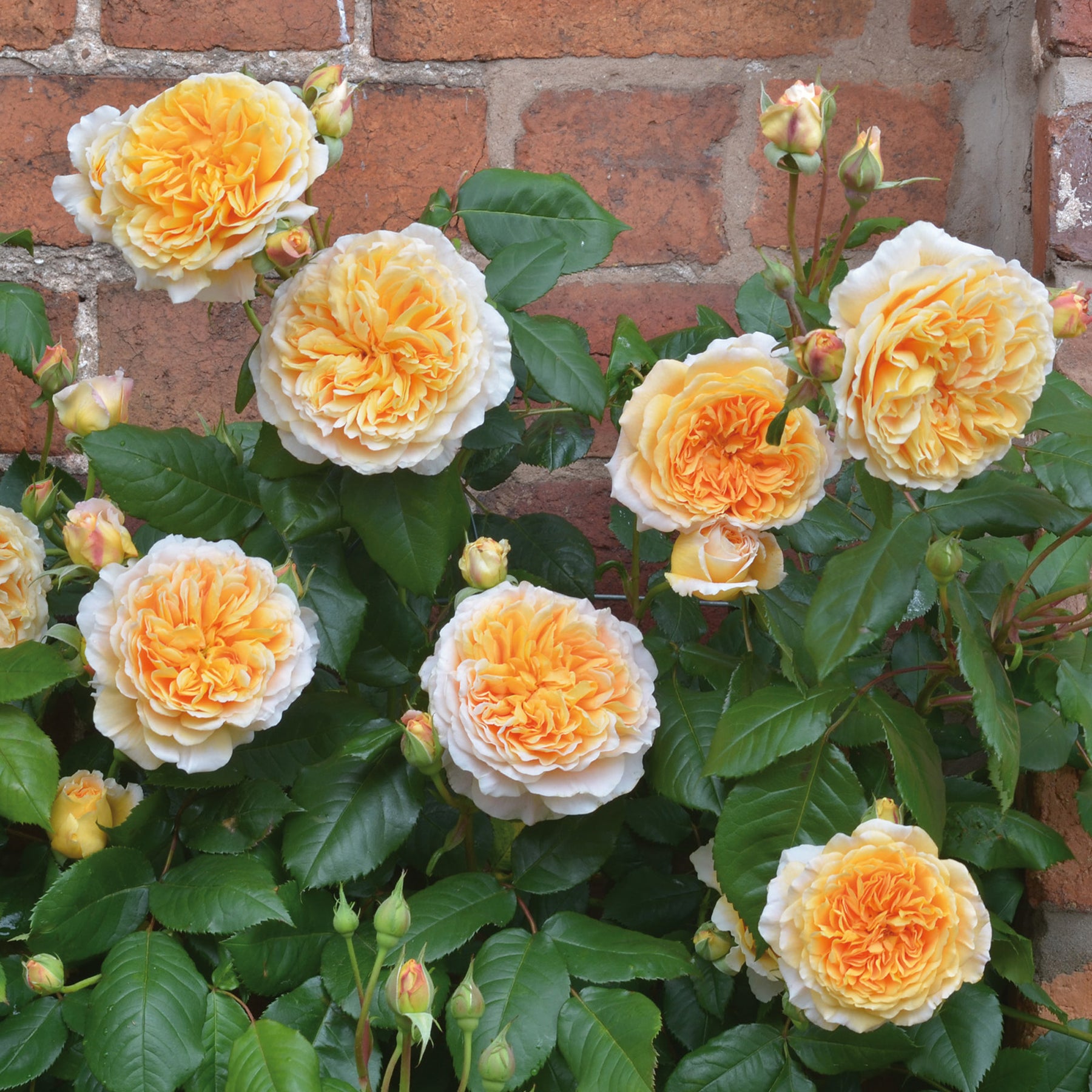 Crown Princess Margareta (Auswinter) | English Climbing Rose | David ...