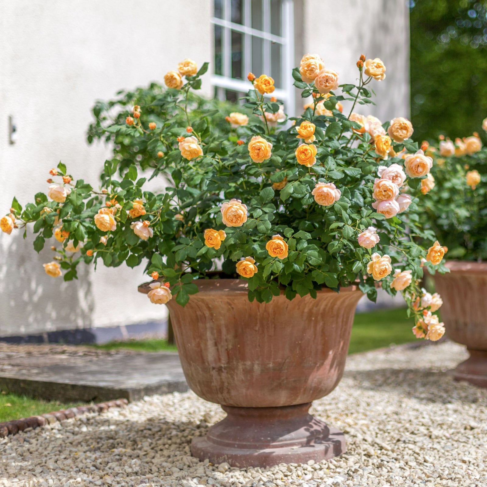 Roald Dahl (Ausowlish) | English Shrub Rose | David Austin Roses