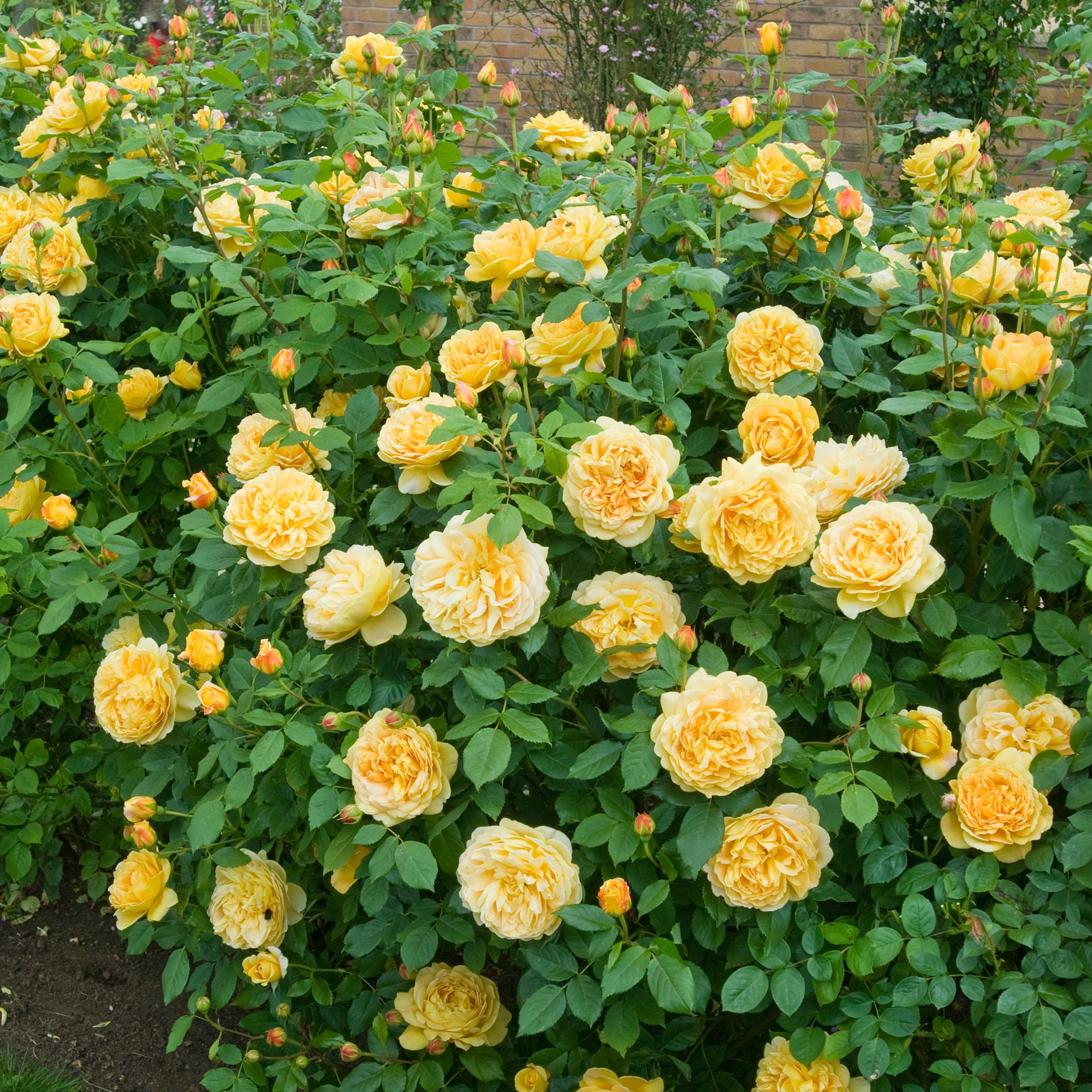 Golden Celebration (Ausgold) | English Shrub Rose | David Austin Roses
