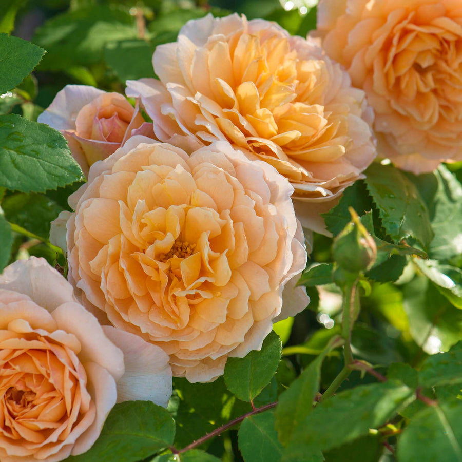 Grace (Auskeppy) | English Shrub Rose | David Austin Roses