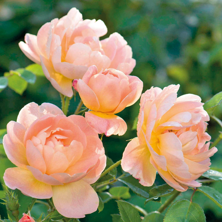 Apricot & Orange Roses - David Austin Roses